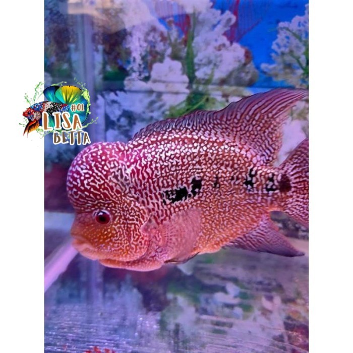 Jual hiasan aquarium Ikan louhan lohan KAMFA F3 GEN ORI burayak BELI 3 ...