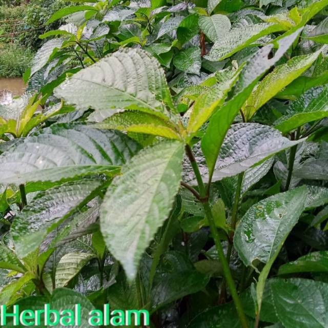 Jual Pecah beling/keji beling(500gram) | Shopee Indonesia
