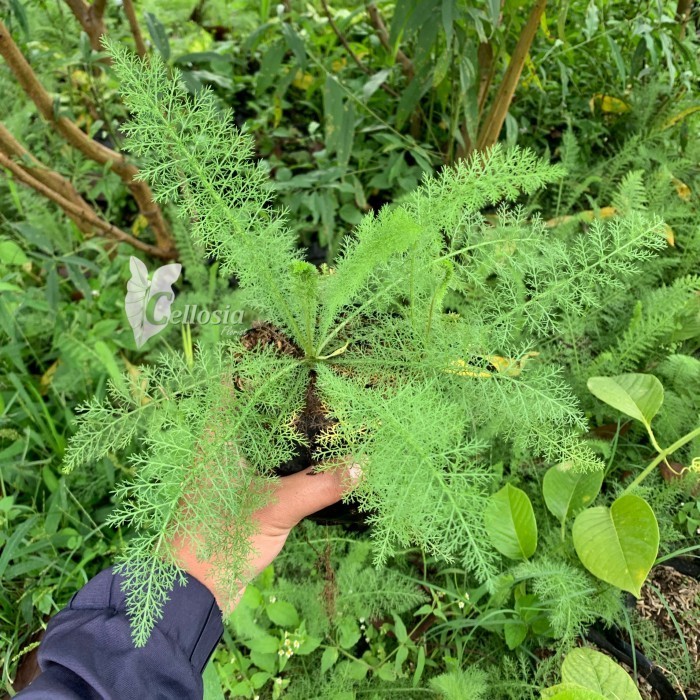 Jual Tanaman Herbal Daun Seribu (Yarrow) | Shopee Indonesia