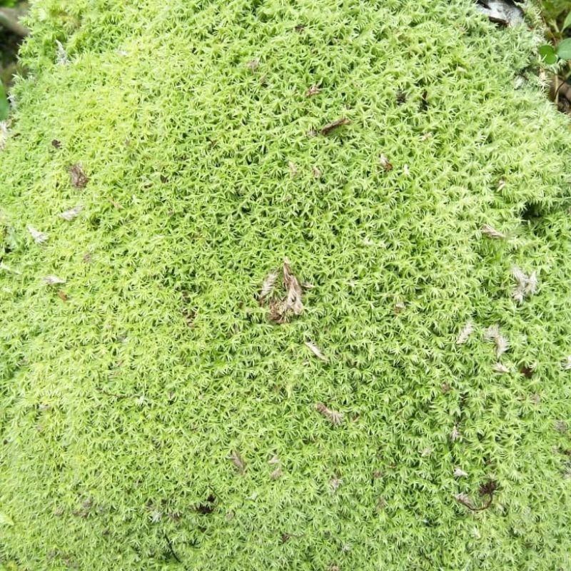 Jual moss lumut hidup, lumut hutan lempengan 500 gram | Shopee Indonesia