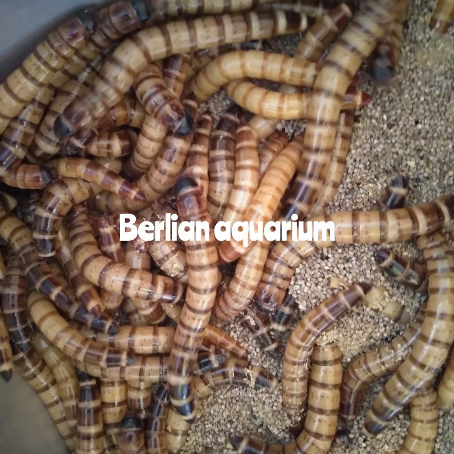 Jual Ryani Farm ulat jerman - ulat jerman hidup - pakan burung ulat ...