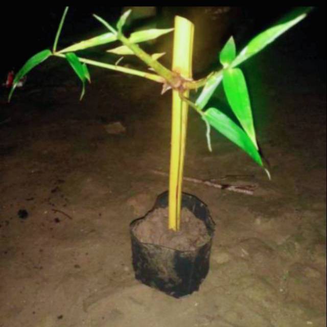 Jual Stek bambu kuning berkualitas(murah) | Shopee Indonesia