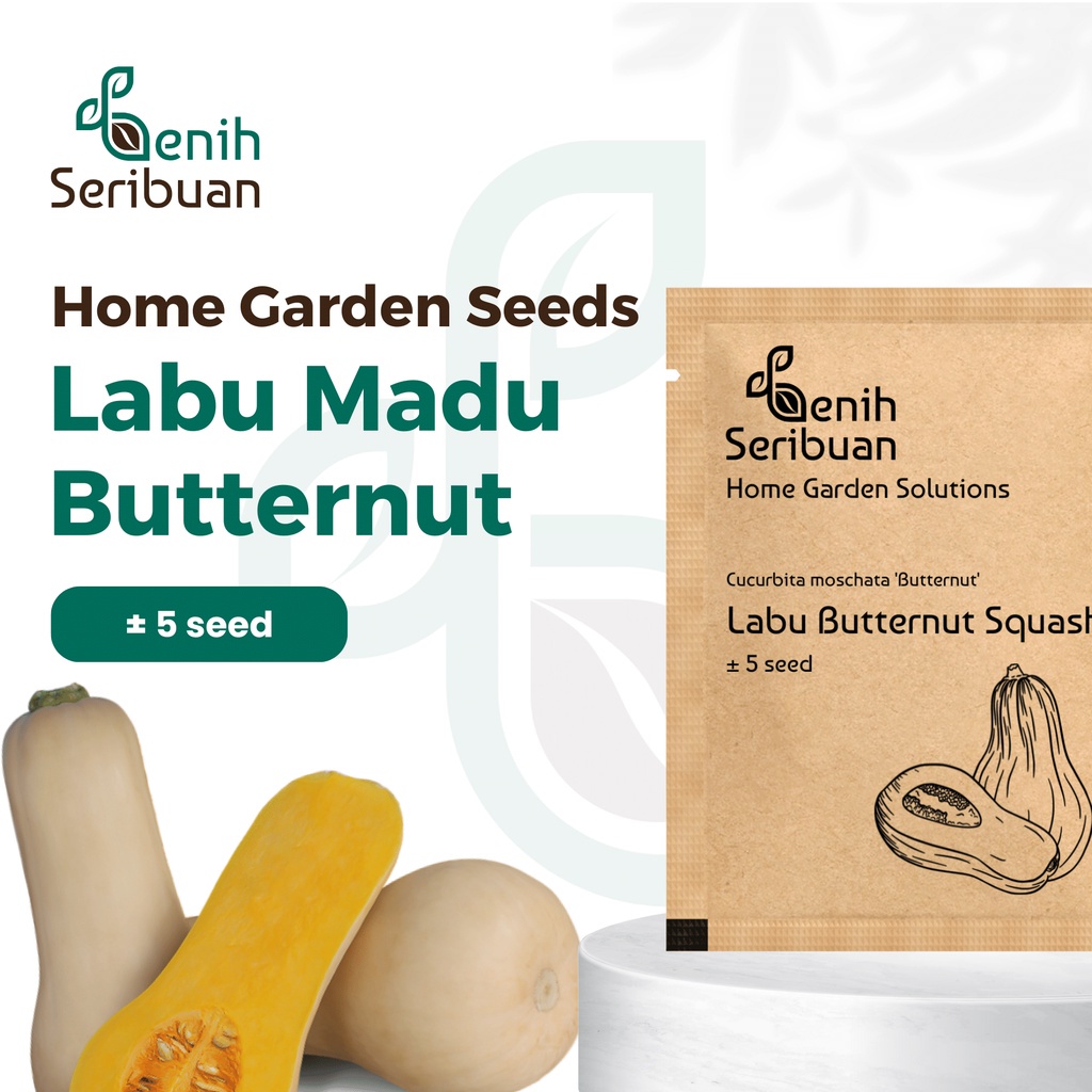 Jual Benih Seribuan - Benih Buah Labu Madu Butternut Squash F1 Hibrida ...