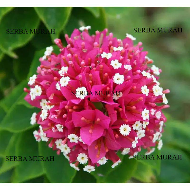Jual Tanaman Hias Bugenvil Bunga Kertas Bangkok Pink Tanaman