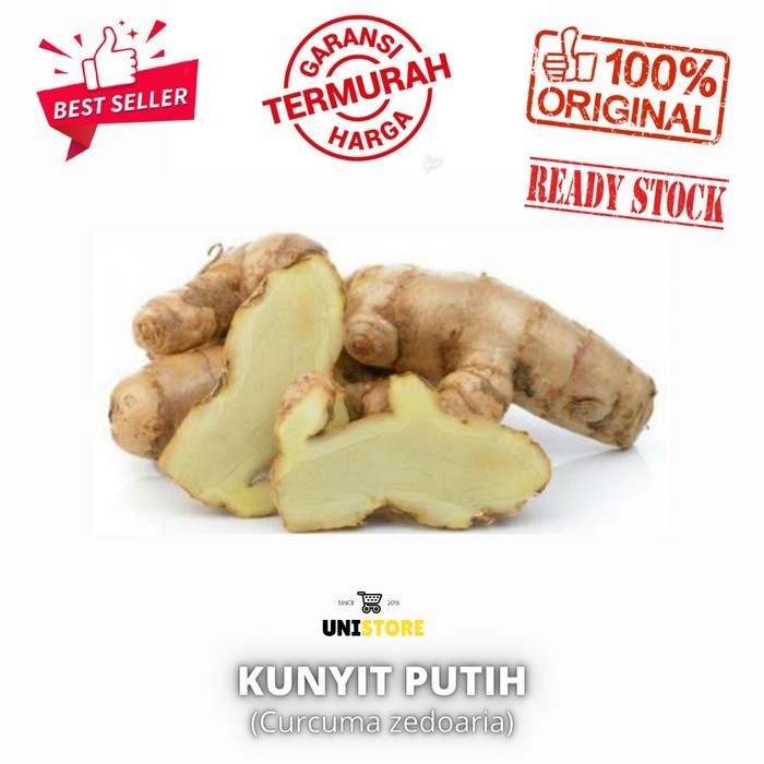 Jual kunyit putih 1kg temu putih 1kg Curcuma zedoaria termurah / grosir ...