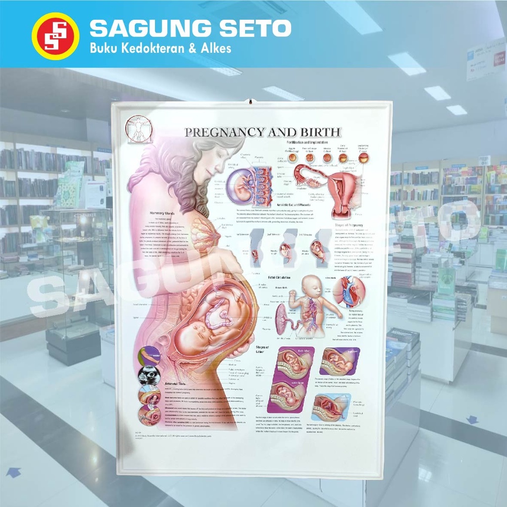 Jual POSTER PREGNANCY AND BIRTH 3D / POSTER KEHAMILAN DAN KELAHIRAN 3D ...