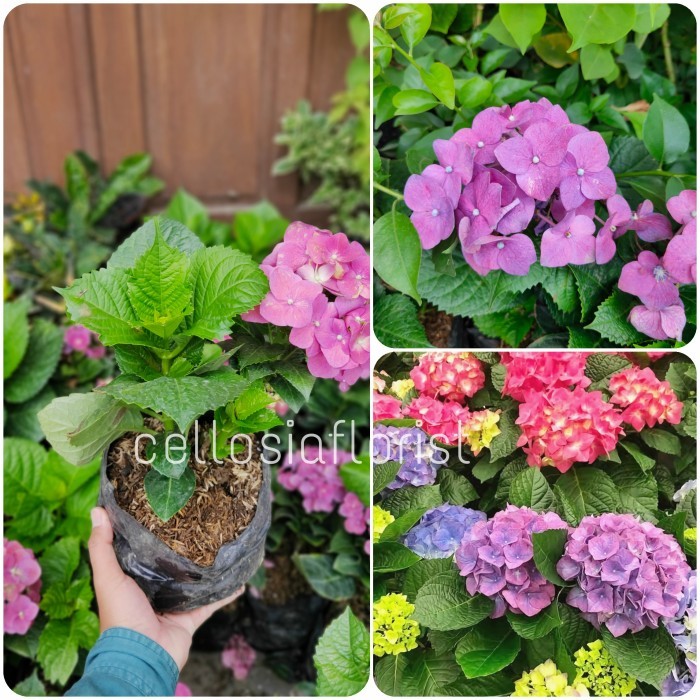 Jual Tanaman Hias Bunga Pancawarna Hortensia / Hydrangea (Sudah ...