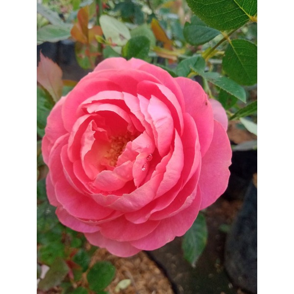 Jual TANAMAN BUNGA MAWAR WANGI SOFT ID AMANDINE CHANEL MURAH (ROSA SP ...