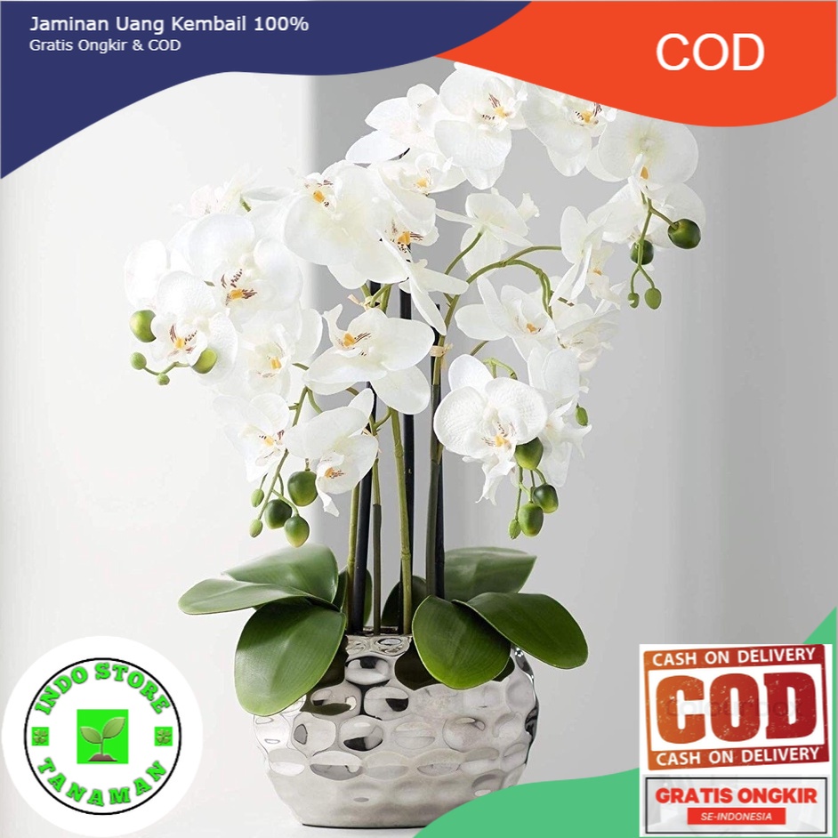 Jual SEEDLING ANGGREK DENDROBIUM - PUTIH - DEWASA REMAJA / TANAMAN HIAS ...