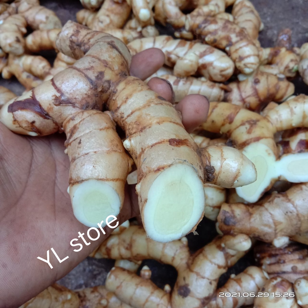 Jual Temu Putih Segar 1kg/Kunyit Putih/kunir putih (Curcuma Zedoaria ...