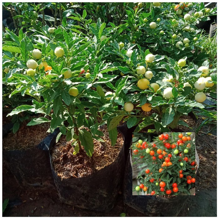 Jual Tanaman Buah/Sayur TOMAT KRISMIL - CABAI CRISMIL / Krismil ...