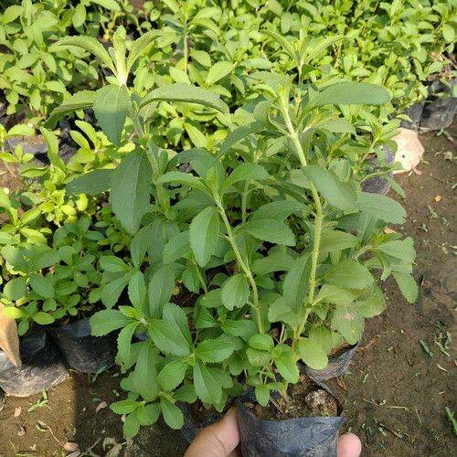 Jual PROMO 5 Bibit Stevia si Daun Manis PENGGANTI GULA | Shopee Indonesia