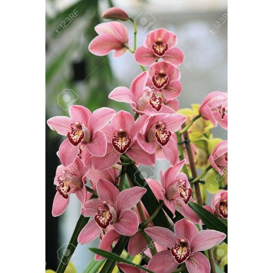 Jual Anggrek cymbidium floss pink/anggrek cymbidium hidup/kembang ...