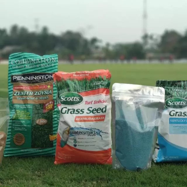 Jual Benih biji rumput golf - benih biji rumput jepang 1kg | Shopee ...