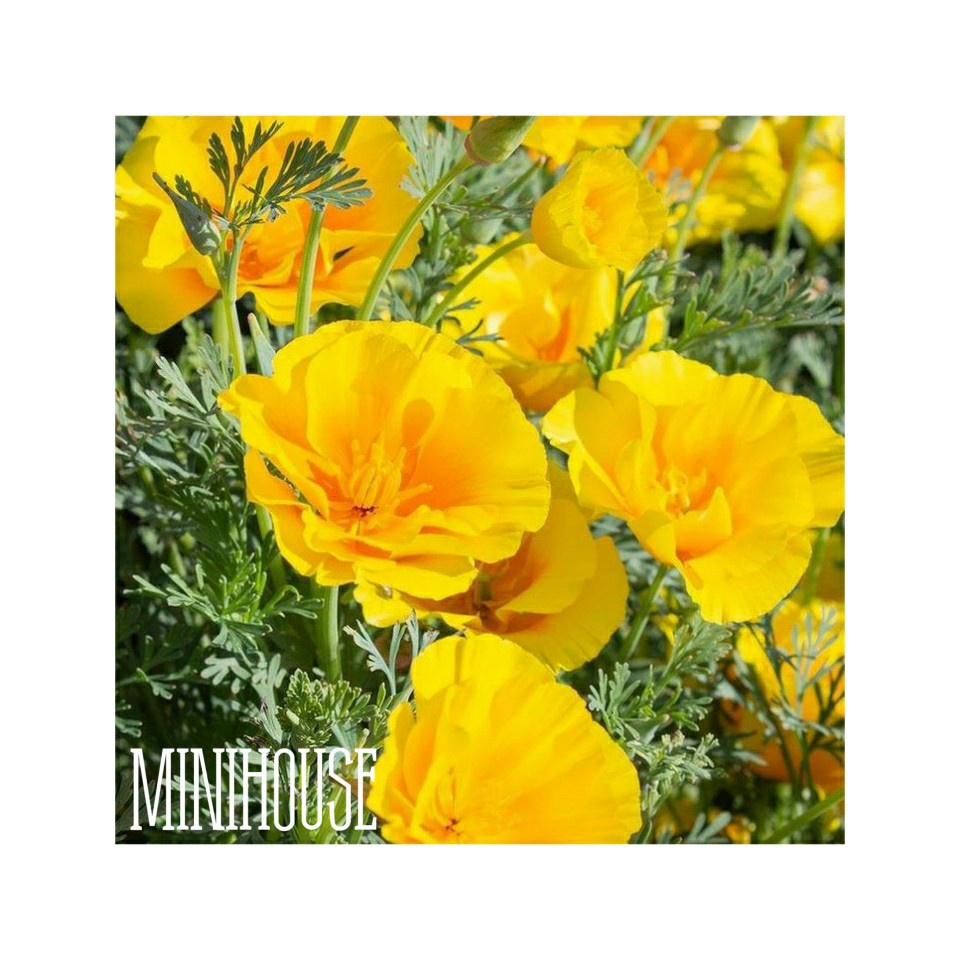 Jual BENIH BIBIT BIJI BUNGA POPI POPPY KUNING | Shopee Indonesia