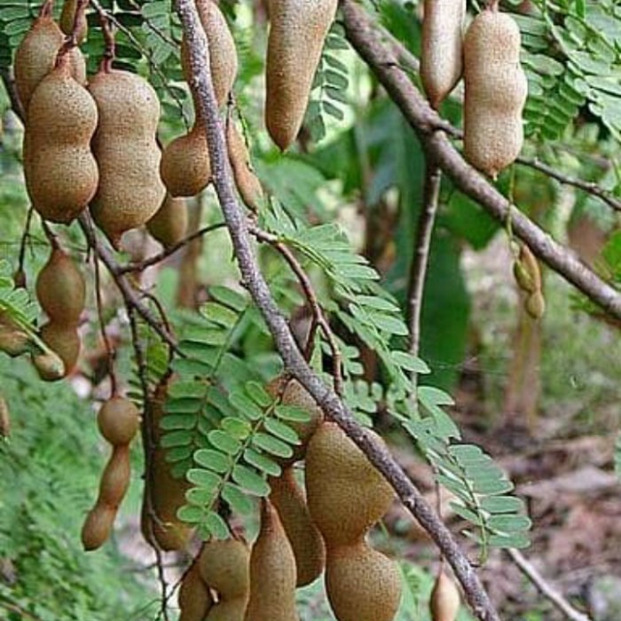 Jual Bibit Tanaman Asem Jawa/ Bibit Pohon Asem Jawa | Shopee Indonesia