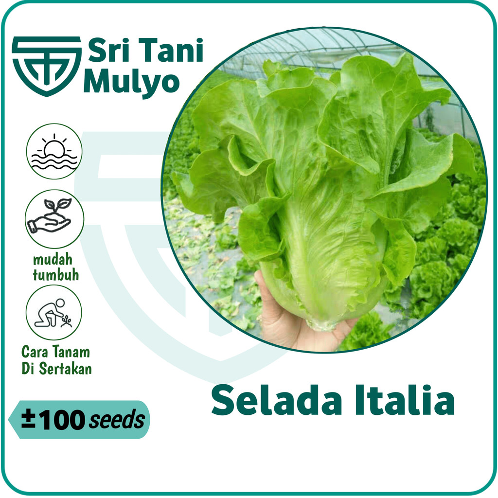 Jual 100 Benih Selada Hijau Italian Green Leaf Lettuce - IMPORT Sri ...