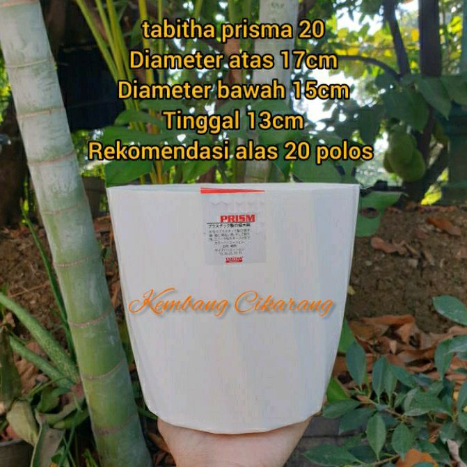 Jual (1pc) TABITHA PRISMA 20 (17cm) : pot bunga twist flower cantik glosi | Shopee Indonesia