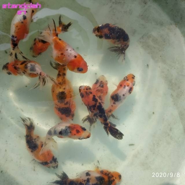 Jual pemanis aquarium Ikan Hias Koki rancu three coloor premium ...