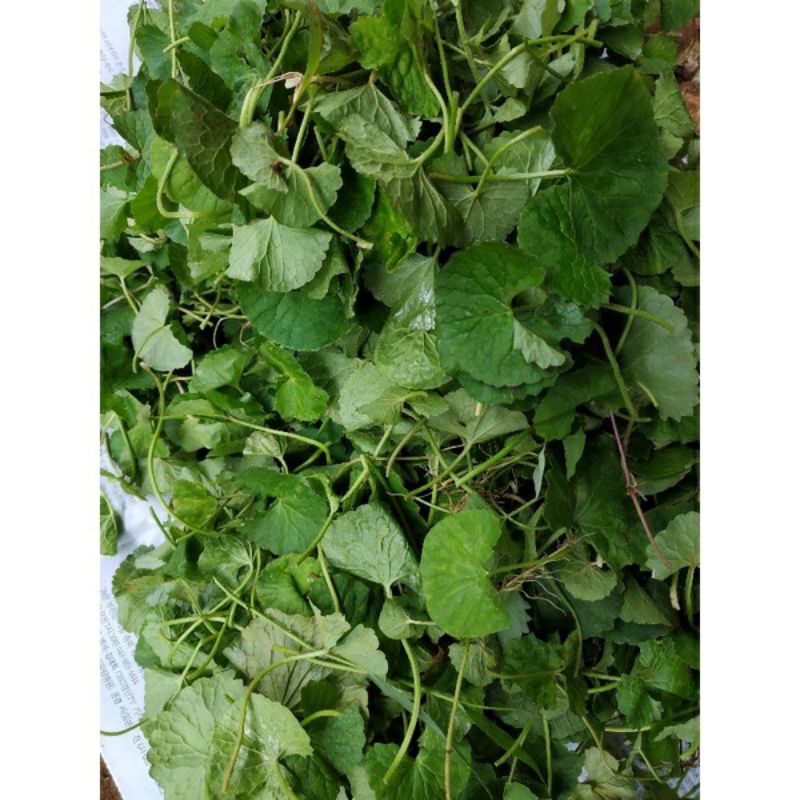 Jual daun pegagan antanan segar 1kg murah | Shopee Indonesia