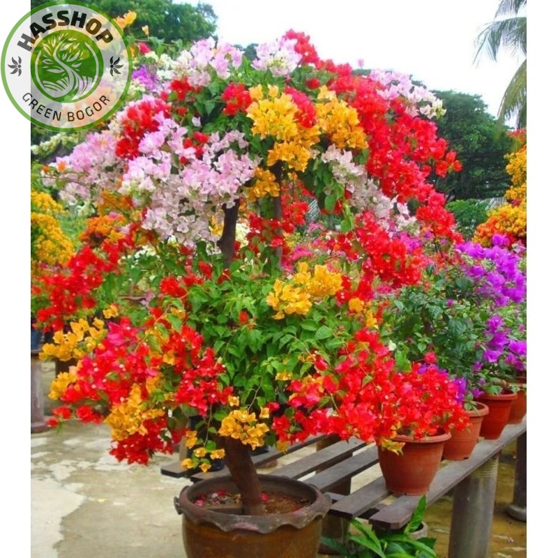 Jual Bibit Tanaman Bunga Kertas / Bunga Bugenvil / Bougenvilla Warna ...
