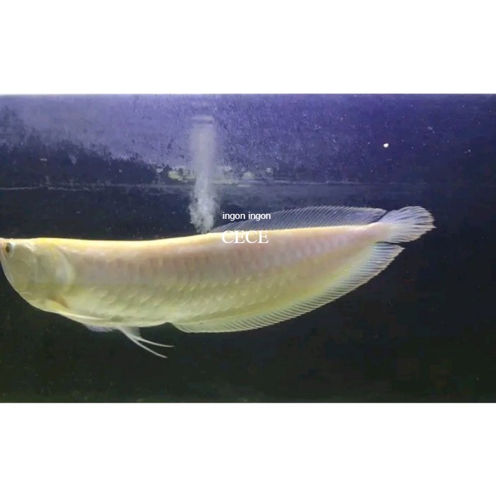 Jual aquarium arwana silver red size 20 - 17 cm | Shopee Indonesia