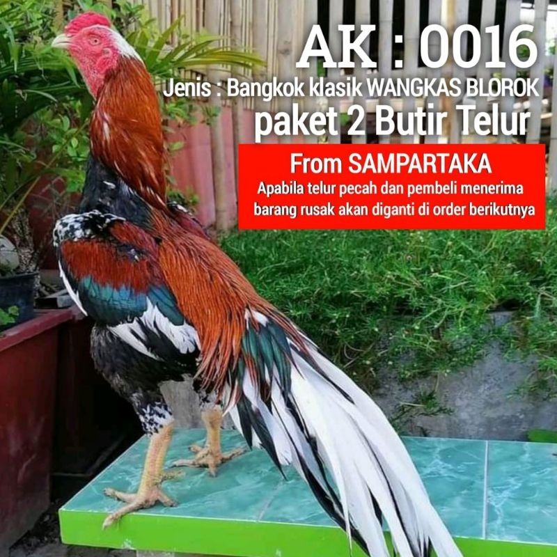 Jual telur fertil ayam Bangkok ekor lidy wangkas blorok | Shopee Indonesia