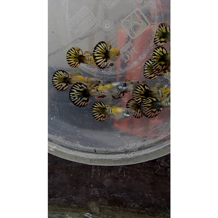 Jual Pakan + Guppy Galaxy Medusa | Shopee Indonesia