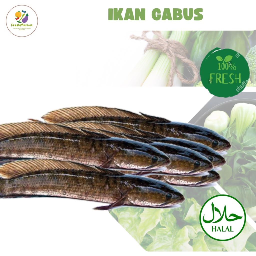 Jual Ikan Gabus Segar Bersih 1 Kg Freshmarketlampung | Shopee Indonesia