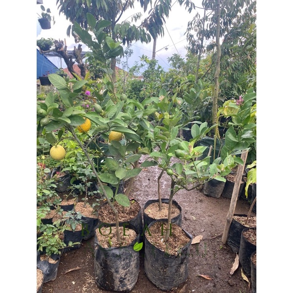 Jual Tanaman Bibit Buah JERUK LEMON TANPA BIJI Kondisi Berbunga/Berbuah ...