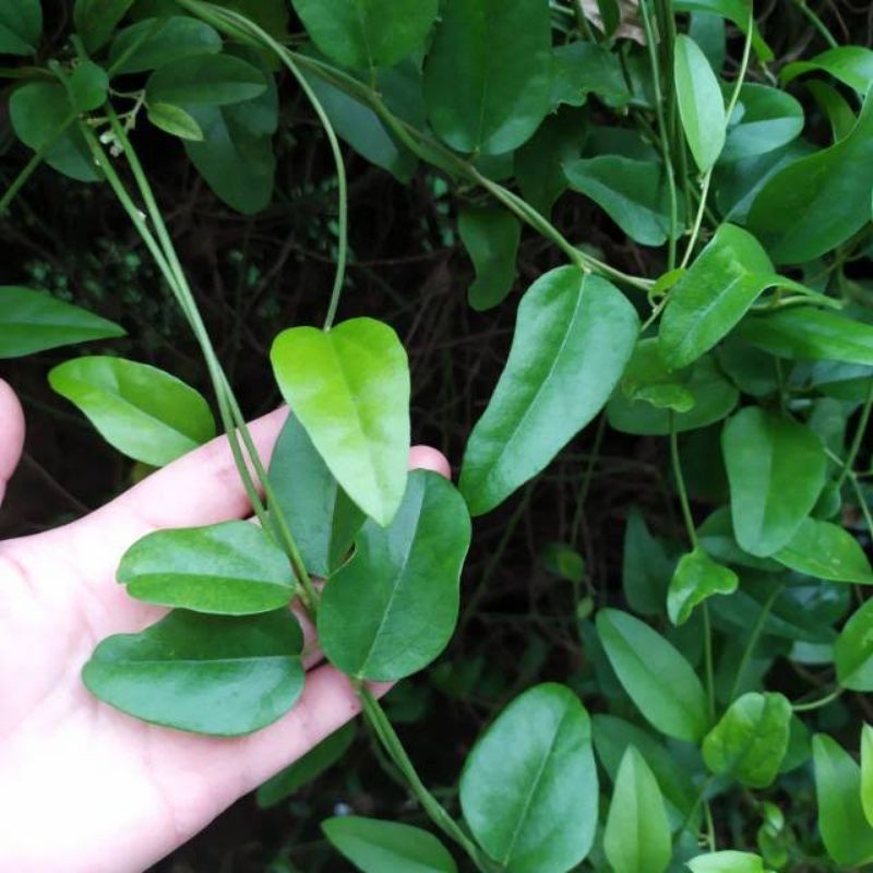 Jual Bibit Daun Cincau Rambat Hijau Jelly | Shopee Indonesia