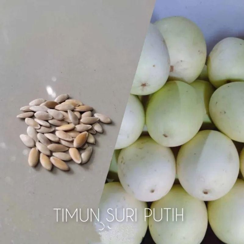 Jual 200 BENIH TIMUN SURI ELISYA TIMUN PUTIH | Shopee Indonesia