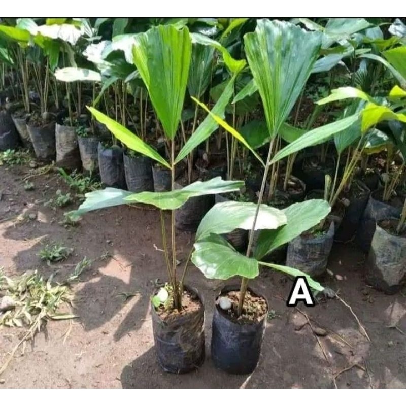 Jual New BIBIT AREN GENJAH UNGGUL SUPER SIAP TANAM COD (Reungit Geulis ...