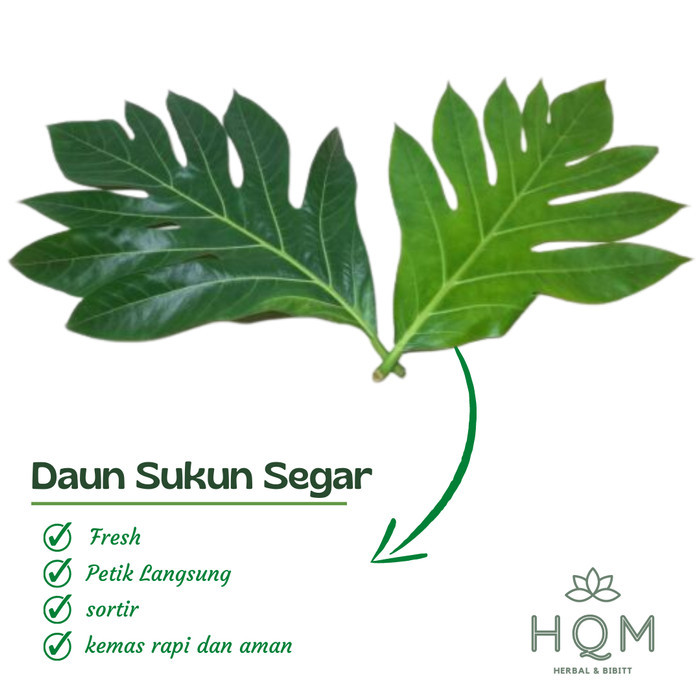 Jual daun sukun segar untuk obat herbal | Shopee Indonesia