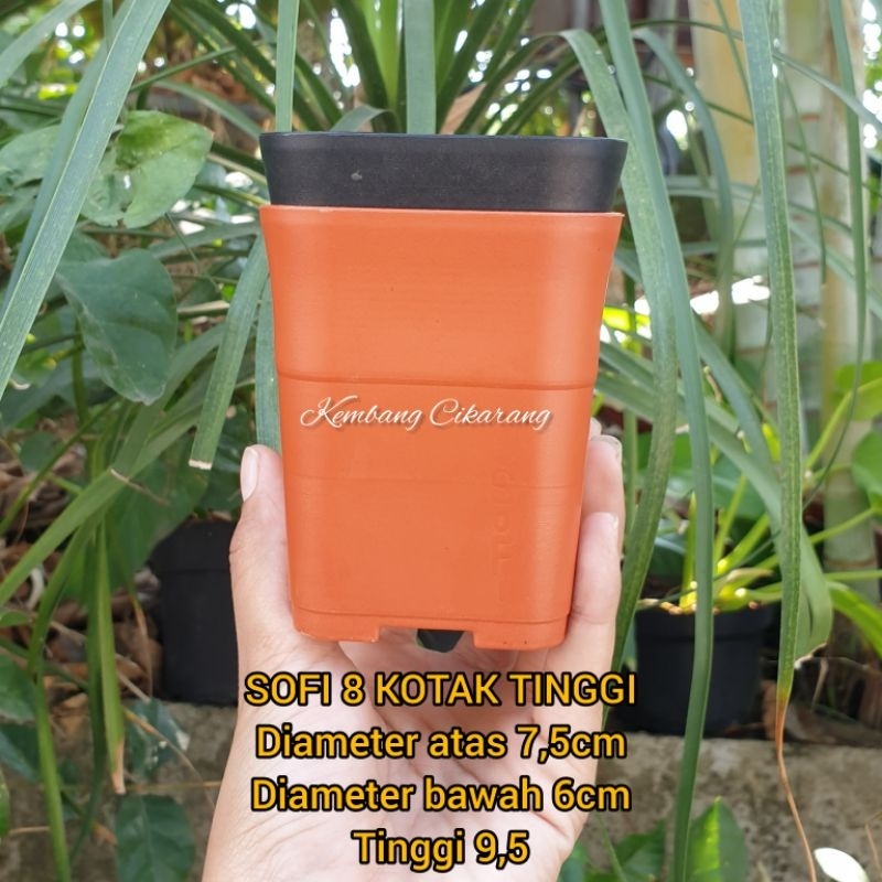 Jual (1pc) SOFI KOTAK 8 (7,5cm) : pot bunga kotak mini pot sekulen sofi ...