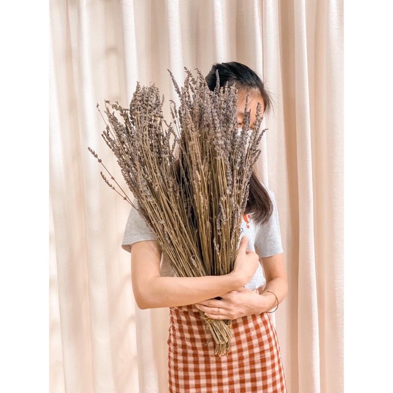 Jual (1 PACK 10PCS)PRESERVED LAVENDER DRIED FLOWER / BUNGA LAVENDER ...