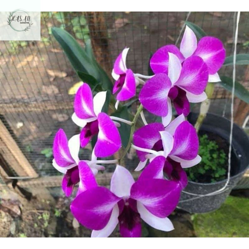 Jual Promo !!! Pohon Bunga Anggrek Dendrobium Sairung Sugar Dewasa ...