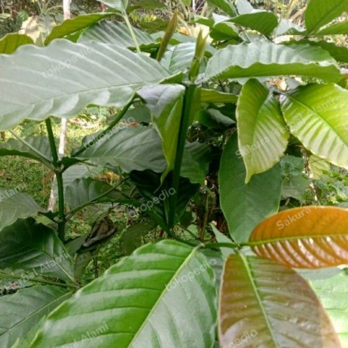 Jual daun kopi segar 1 lembar | Shopee Indonesia