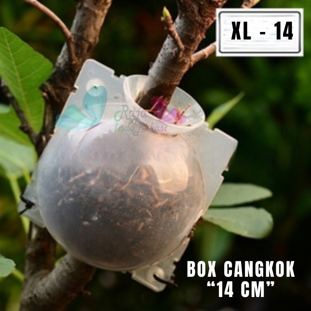 Jual Alat Cangkok Tanaman 14 cm NKT Bola Cangkok 14 cm Bening Alat ...