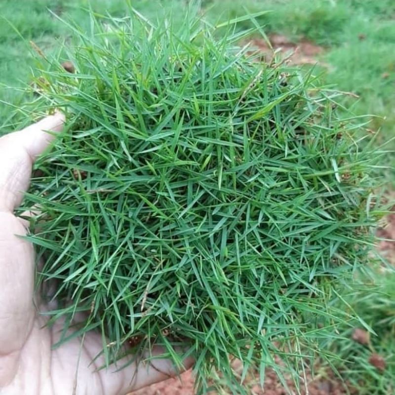 Jual RUMPUT PAKING PREMIUM( JEPANG ) RUMPUT PEKING HALUS 50cm² | Shopee ...