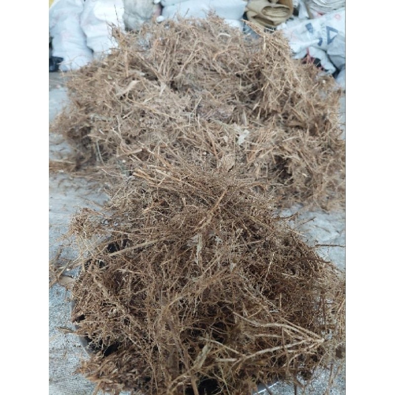 Jual Akar Bambu Asli Bahan Pgpr Full Akar Bambu Bahan Pembuatan Jakaba ...
