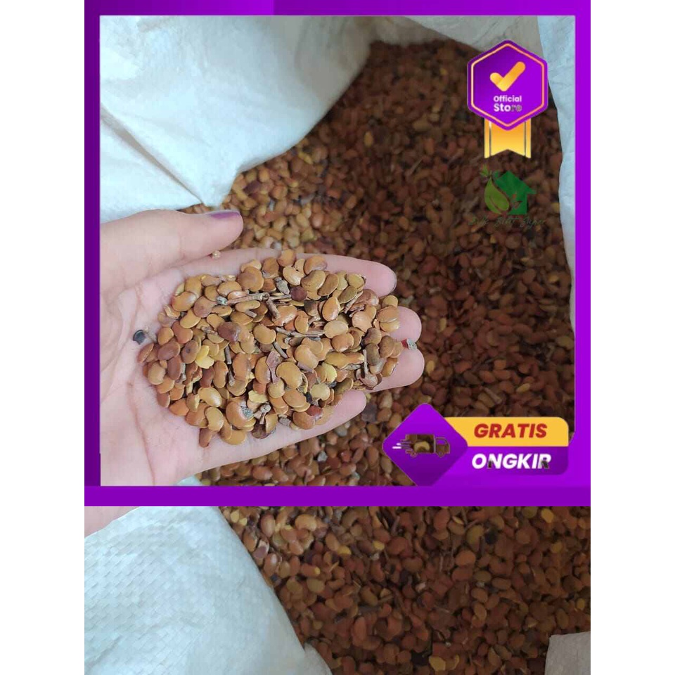 Jual Benih biji pohon kayu sonokeling kayu Sono Keling 100gr unggulan ...