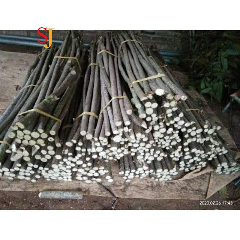 Jual Bibit stek kalikiria Gamal Indigofera 1 meter Pakan Ternak Turus ...