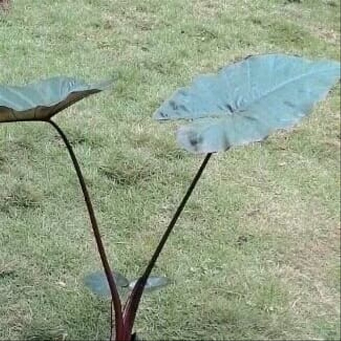 Jual Ready tanaman hias sente wulung/sente hitam atau talas hitam ...