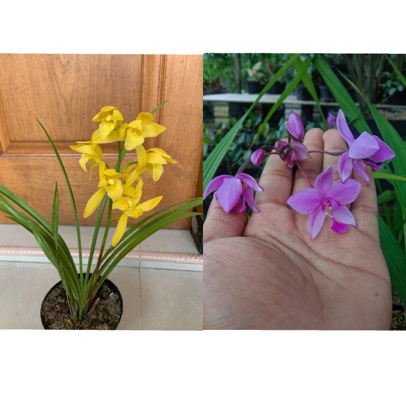 Jual Paket 2 Anggrek Tanah Kuning / Goldenboy Dan Ungu | Shopee Indonesia