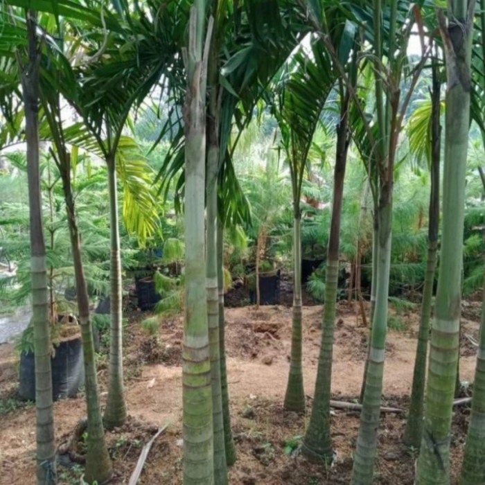 Jual pohon palem putri 3 meter | Shopee Indonesia