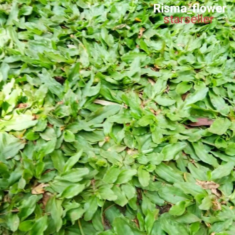 Jual Rumput gajah mini ( tanaman rumput ) | Shopee Indonesia
