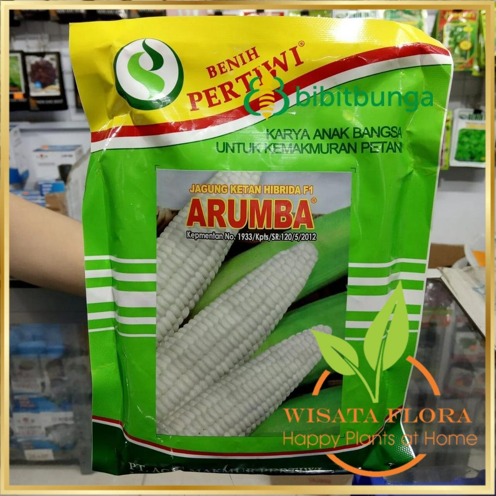 Jual Benih Jagung Bibit Jagung Putih Pulut Manis Arumba 250gr Hibrida ...