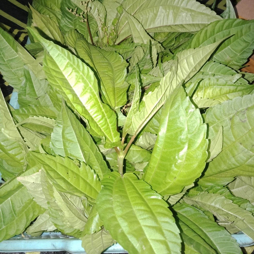 Jual Lalapan daun pohpohan segar | Shopee Indonesia