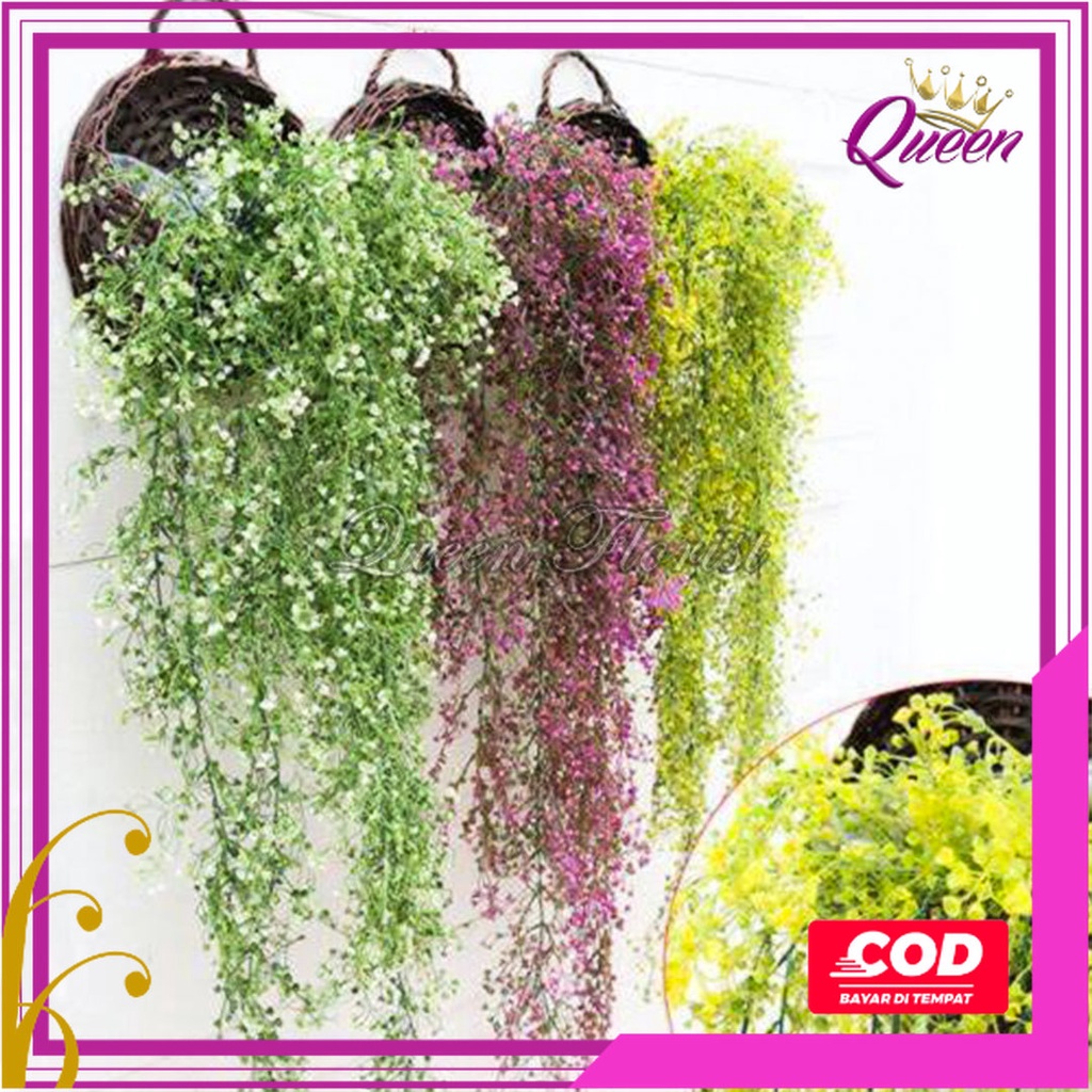 Jual Daun Juntai Lonceng cabang 5 Tanaman Gantung Anggrek Juntai Hias ...